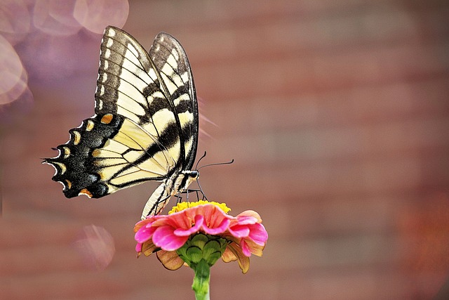 The Diverse Types of Butterflies in Connecticut: Creating a Butterfly ...