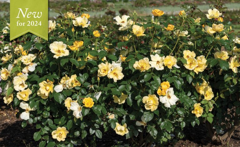 Knock-Out® Roses | Cropley's Garden Center