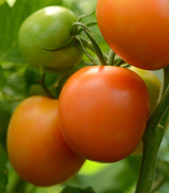 TOMATO HM `PERFECT FLAME` (SALAD) | Cropley's Garden Center