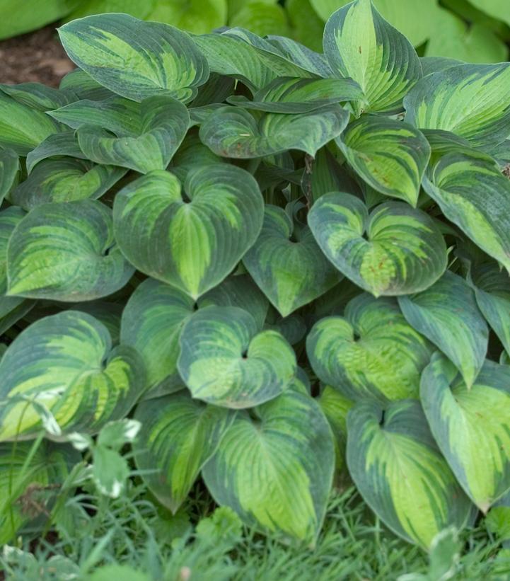 HOSTA TARDIANA `JUNE` | Cropley's Garden Center