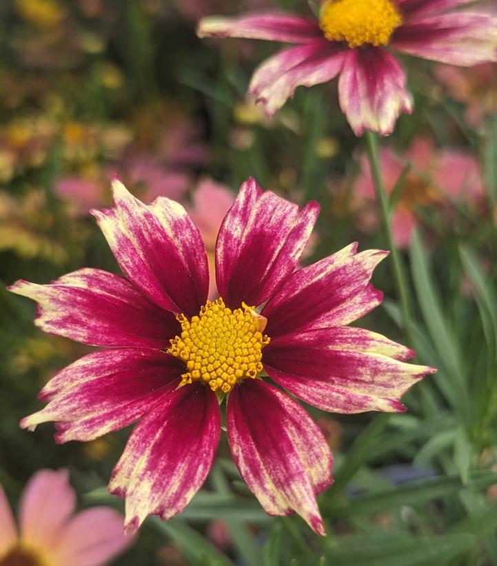 COREOPSIS LI`L BANG `STARLIGHT` | Cropley's Garden Center