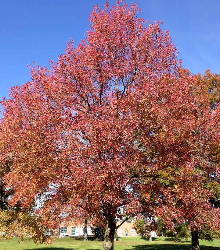 LIQUIDAMBAR STYRACIFLUA | Cropley's Garden Center