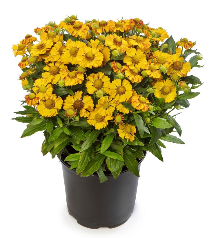 HELENIUM HAYDAY `GOLD BICOLOR` | Cropley's Garden Center