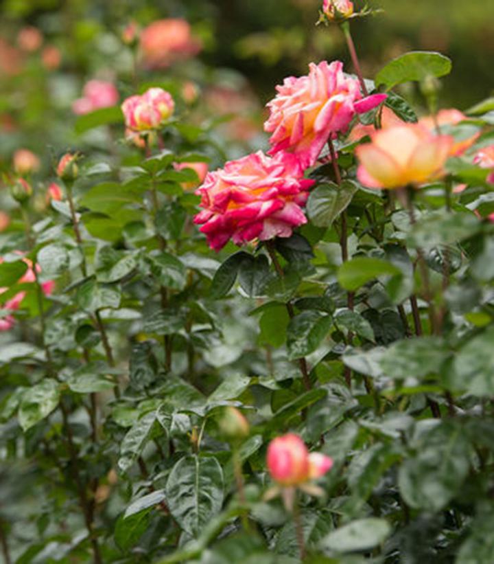 ROSA `LOVE AND PEACE` | Cropley's Garden Center