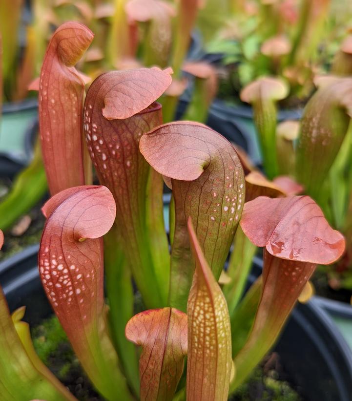 SARRACENIA `BUG BAT` | Cropley's Garden Center